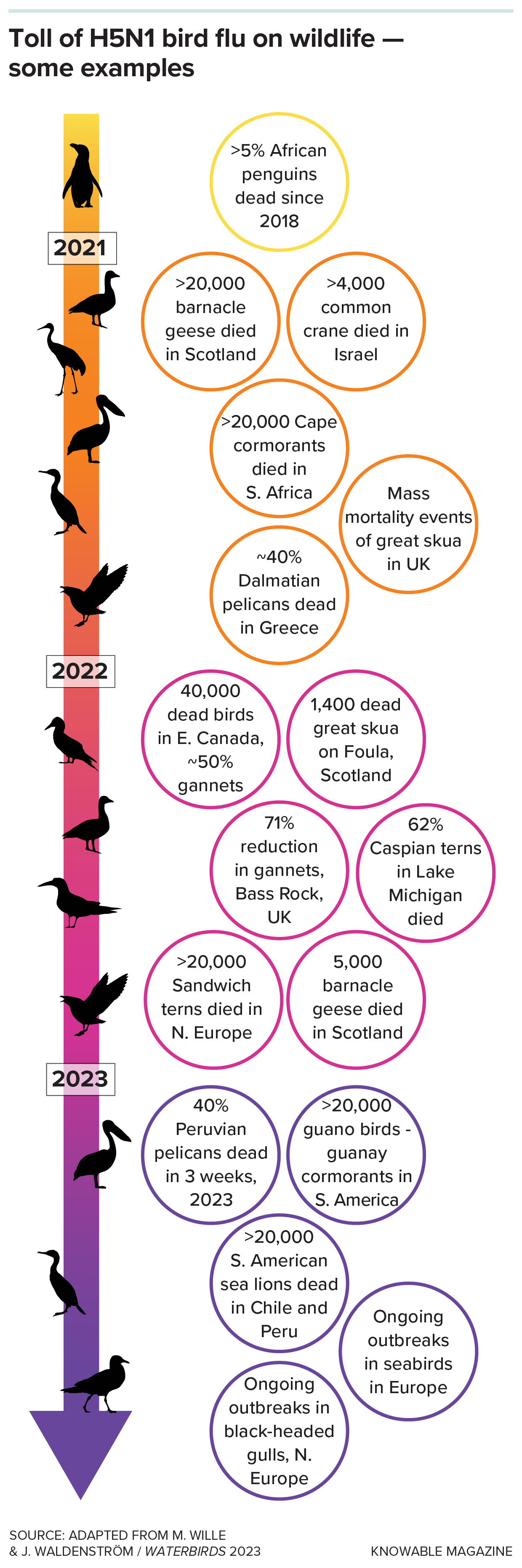 Everything you need to know about bird flu
